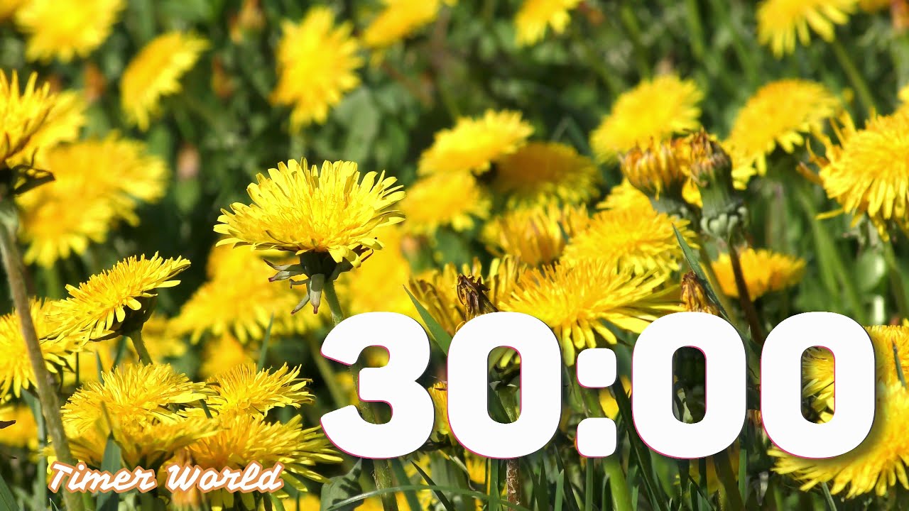 🌞 Relax and Unwind with 30 MINUTE TIMER and Tranquil Nature Sounds of ...
