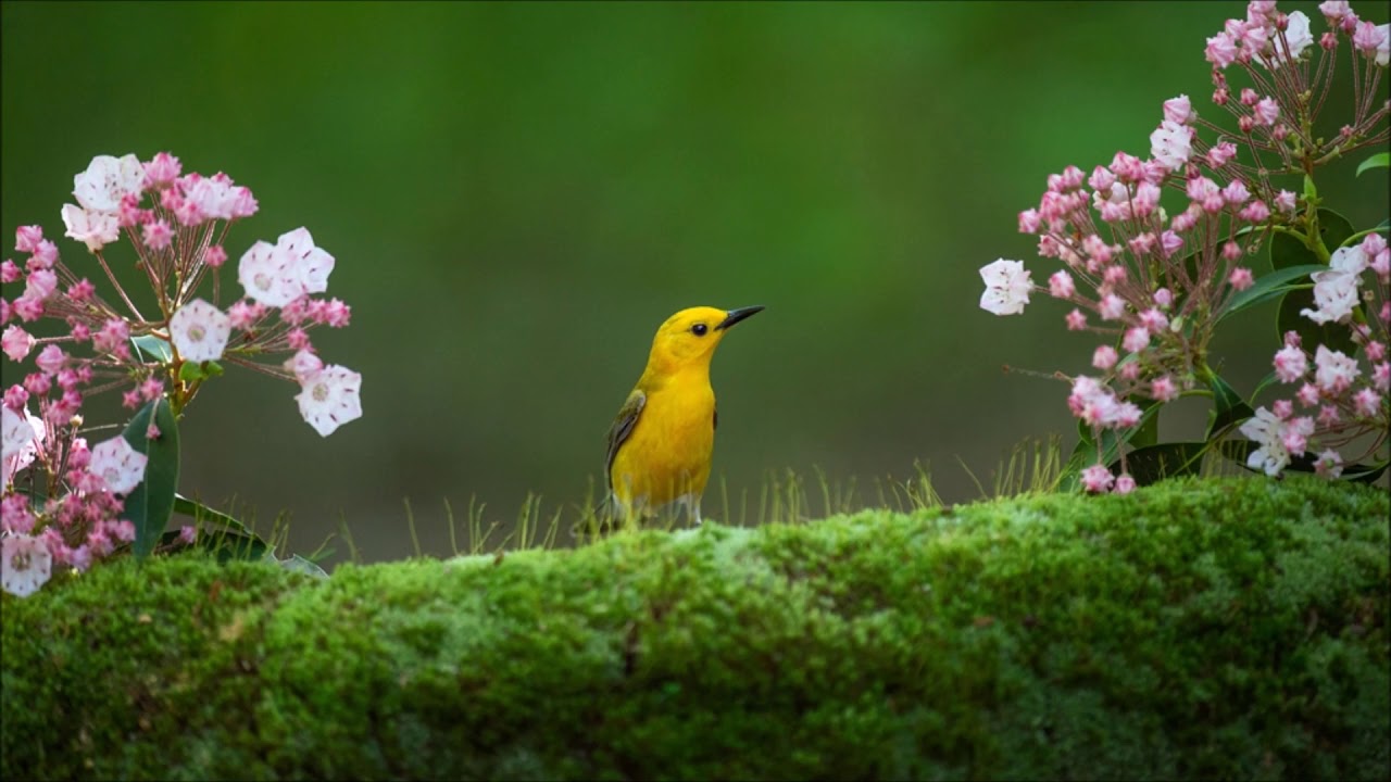 Warbler Sound | Free Sound Effects | Animal Sounds - YouTube