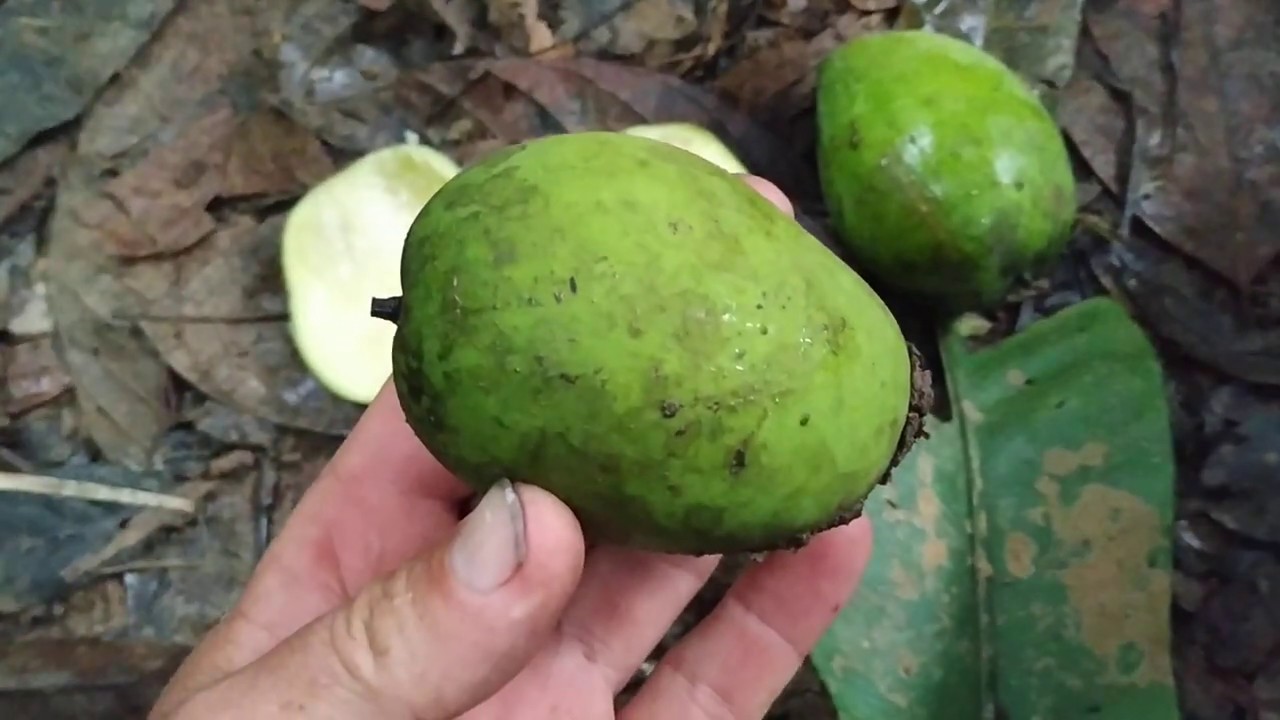 Mangifera laurina (mangga air) jungle foraging - incredibly juicy ...