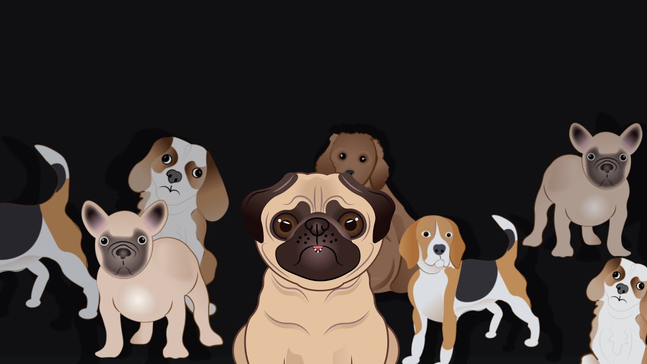 Paudie the Pug: Life at a Puppy Farm - Video 1/3 | PetBond.ie - YouTube