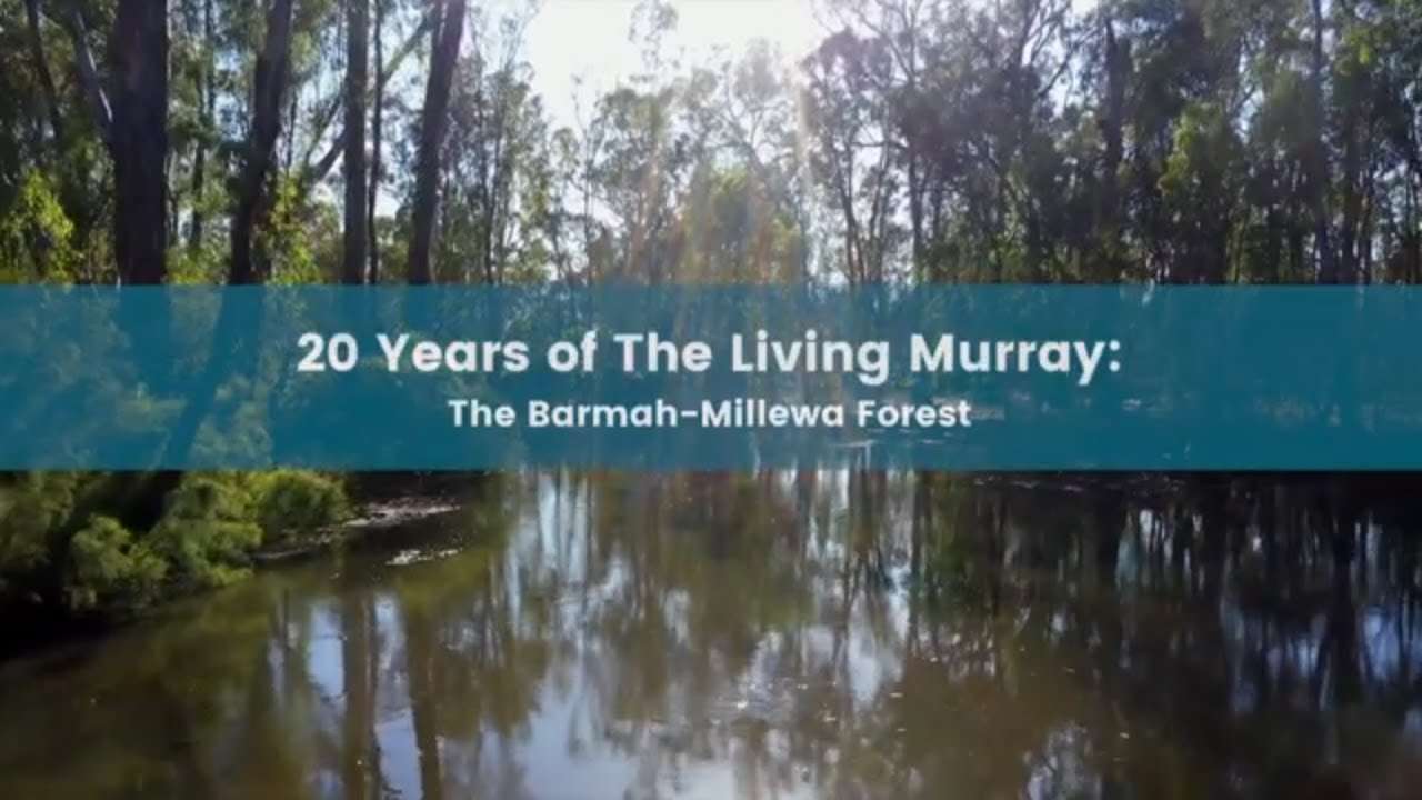 20 Years of The Living Murray in Millewa Forest - YouTube