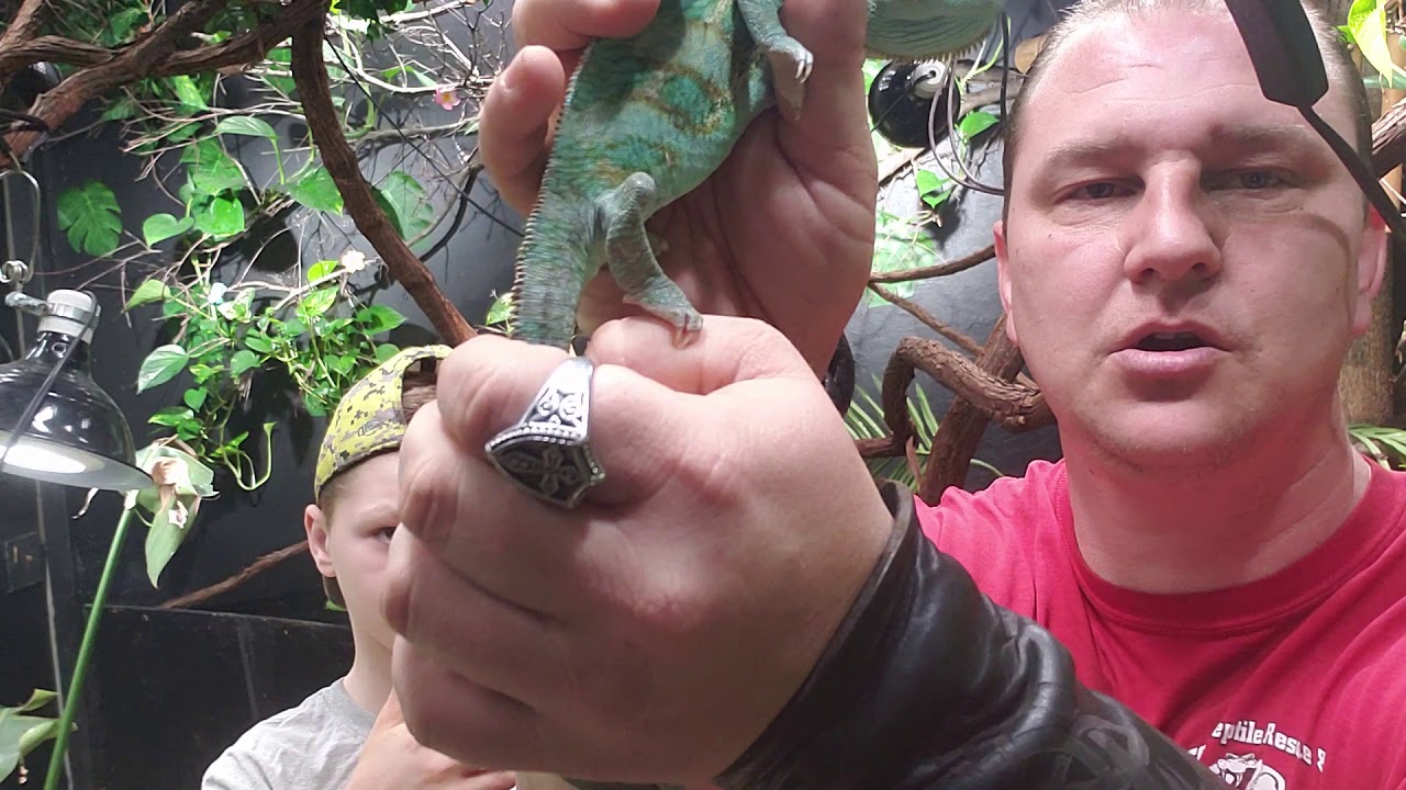 How to sex Veiled Chameleon ( how to tell male from female Veiled ...