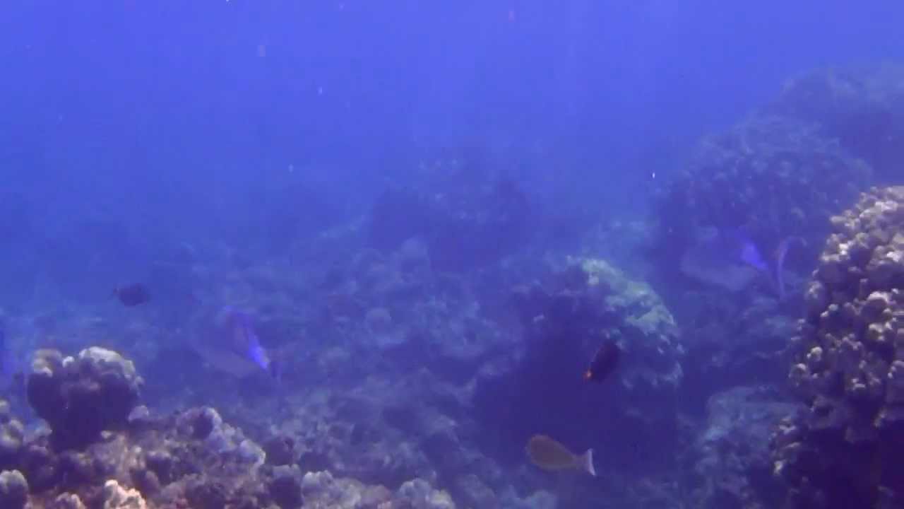 Blue Ulua in Honolua Bay using Olympus TG-310 - YouTube