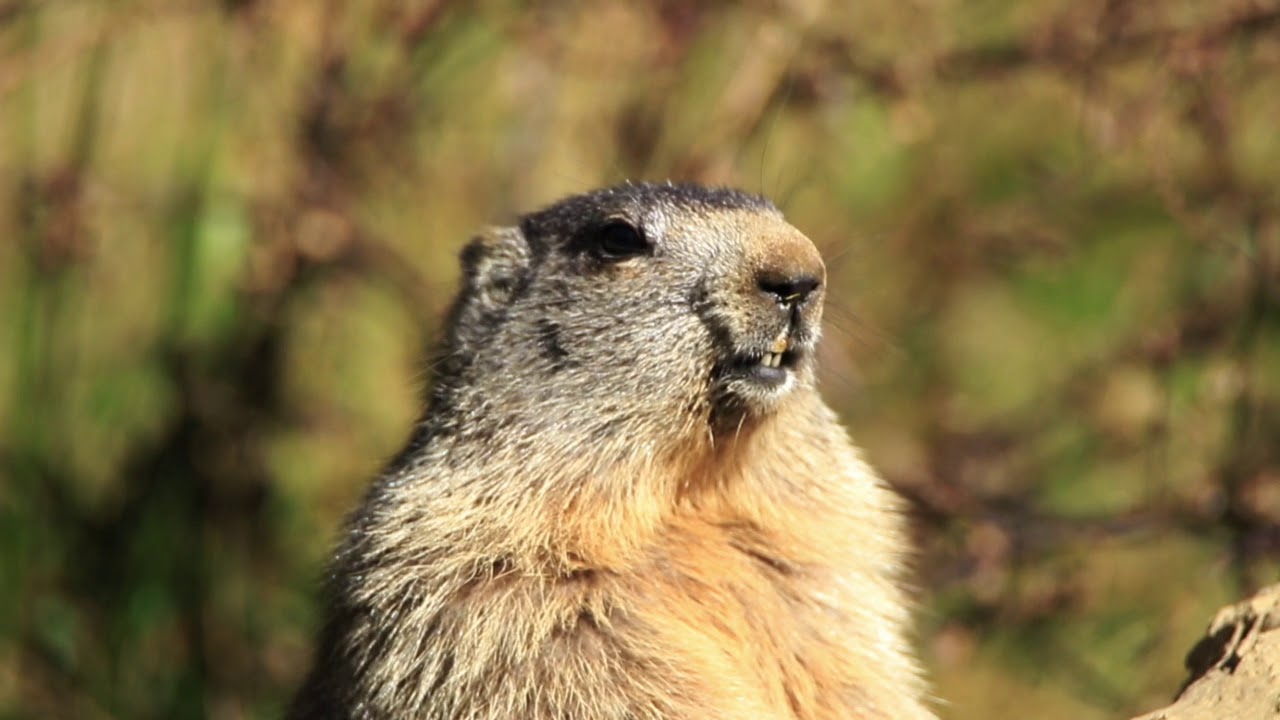 Marmottes des Pyrénées,gros plan.Octobre 2017. - YouTube