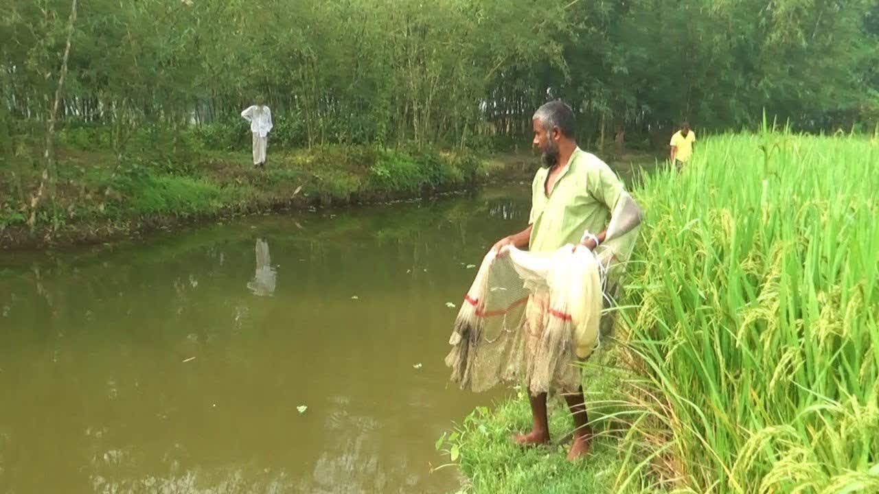 Traditional Net Fishing in village pond | Fish Catching Video - YouTube