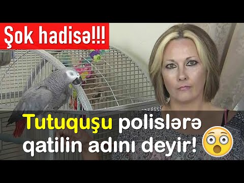 POLİSLƏR QATİLİ TUTUQUŞUNUN ŞAHİDLİYİ İLƏ TAPIRLAR!