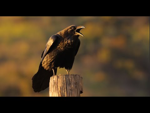 Terry the raven makes different calls - YouTube