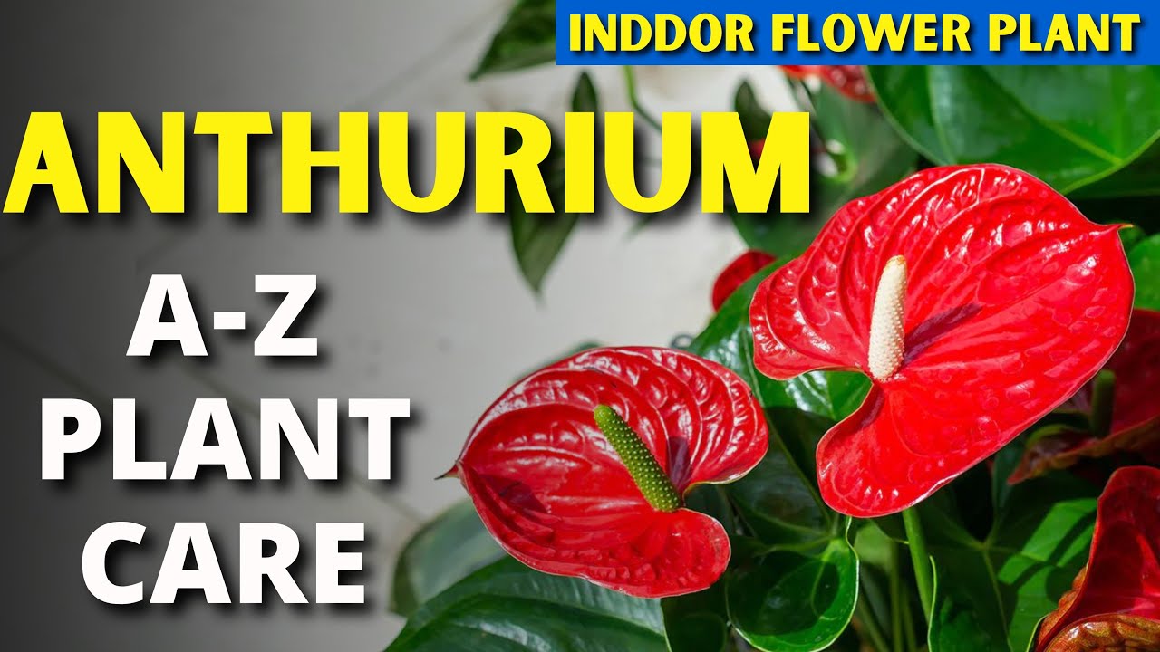 ANTHURIUM PLANT CARE TIPS – INDOOR FLOWERING PLANT || GROW ANTHURIUM ...