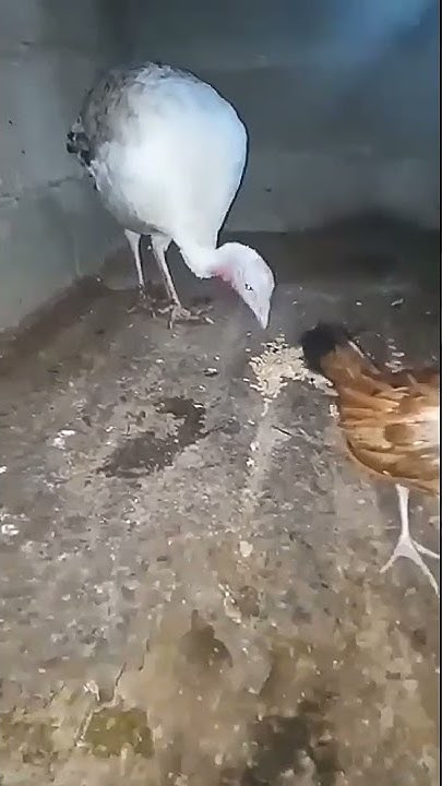 My Pet Turkey And My Chicken Eat Together#shorts - YouTube