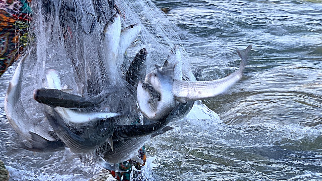 My RECORD of the year, 23 fish in one cast - YouTube