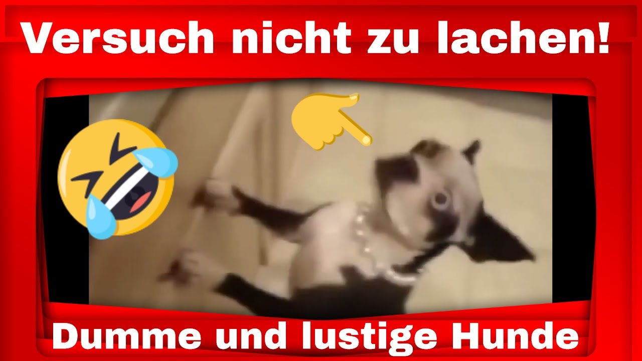 Dumme Hunde - lustige Hunde. Versuche nicht zu lachen - YouTube