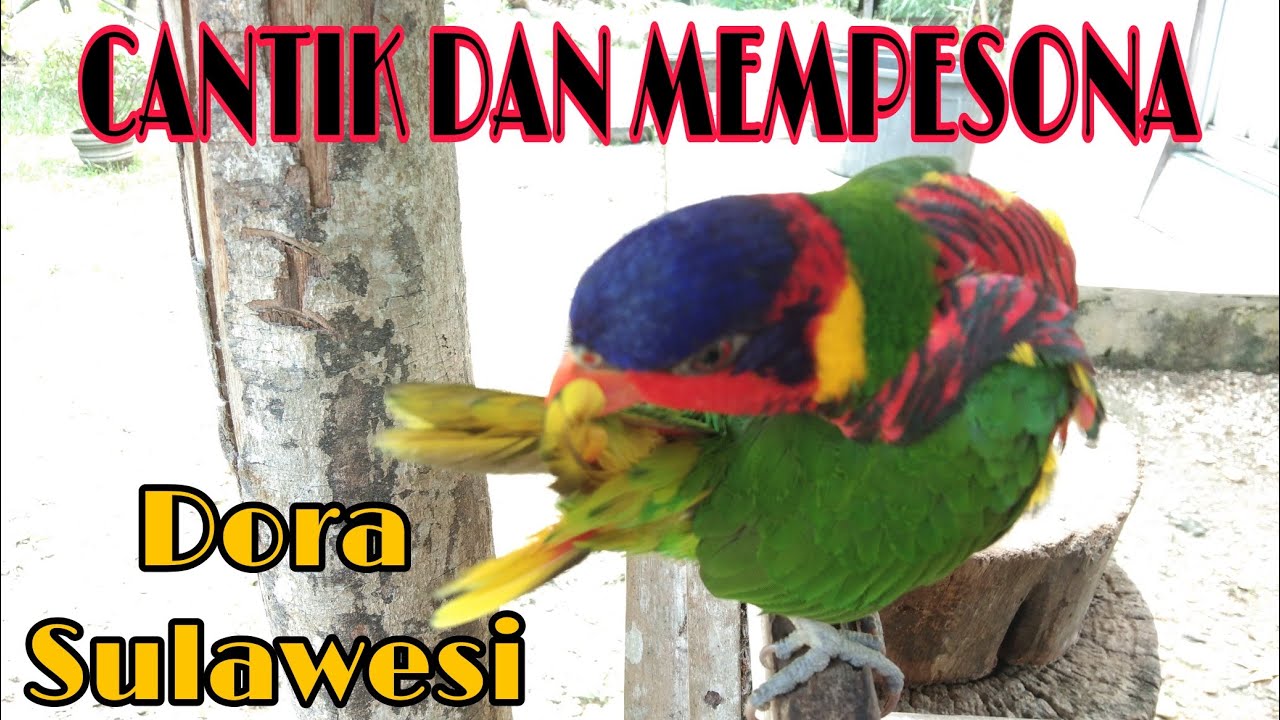 NURI DORA SULAWESI BURUNG YANG CANTIK DAN MENAWAN - YouTube