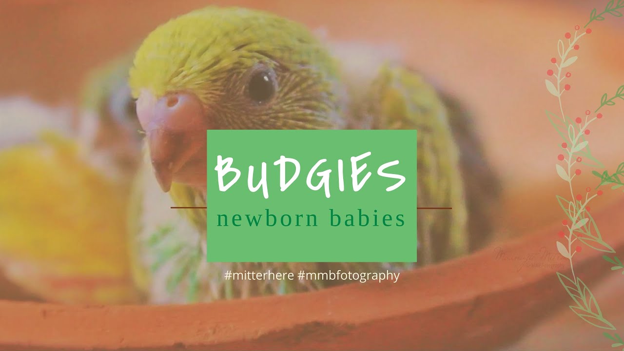 Newborn Baby BUDGIES | PARAKEETS | বদ্রি পাখির ছানা | Full HD - YouTube
