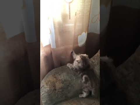 Котята играют в прятки Маленькие шкодницы - YouTube