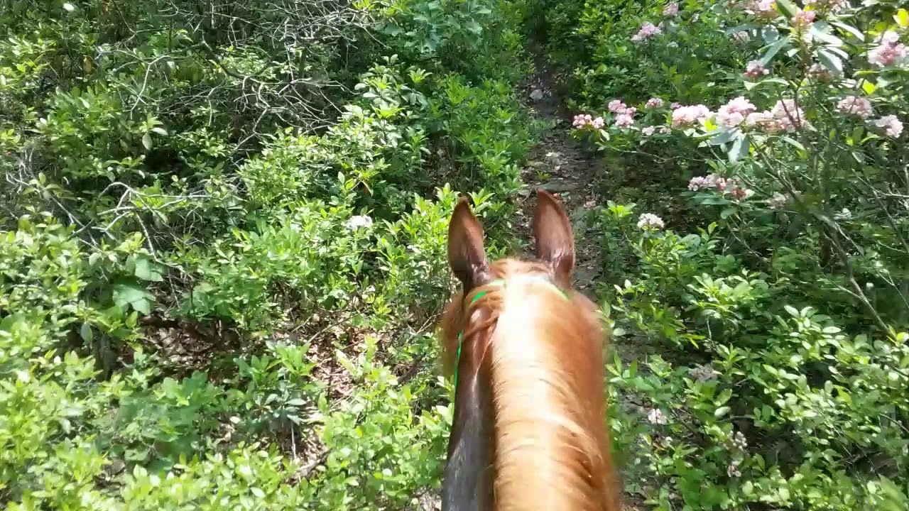 OD 50 2018, Laurel Run trail - YouTube