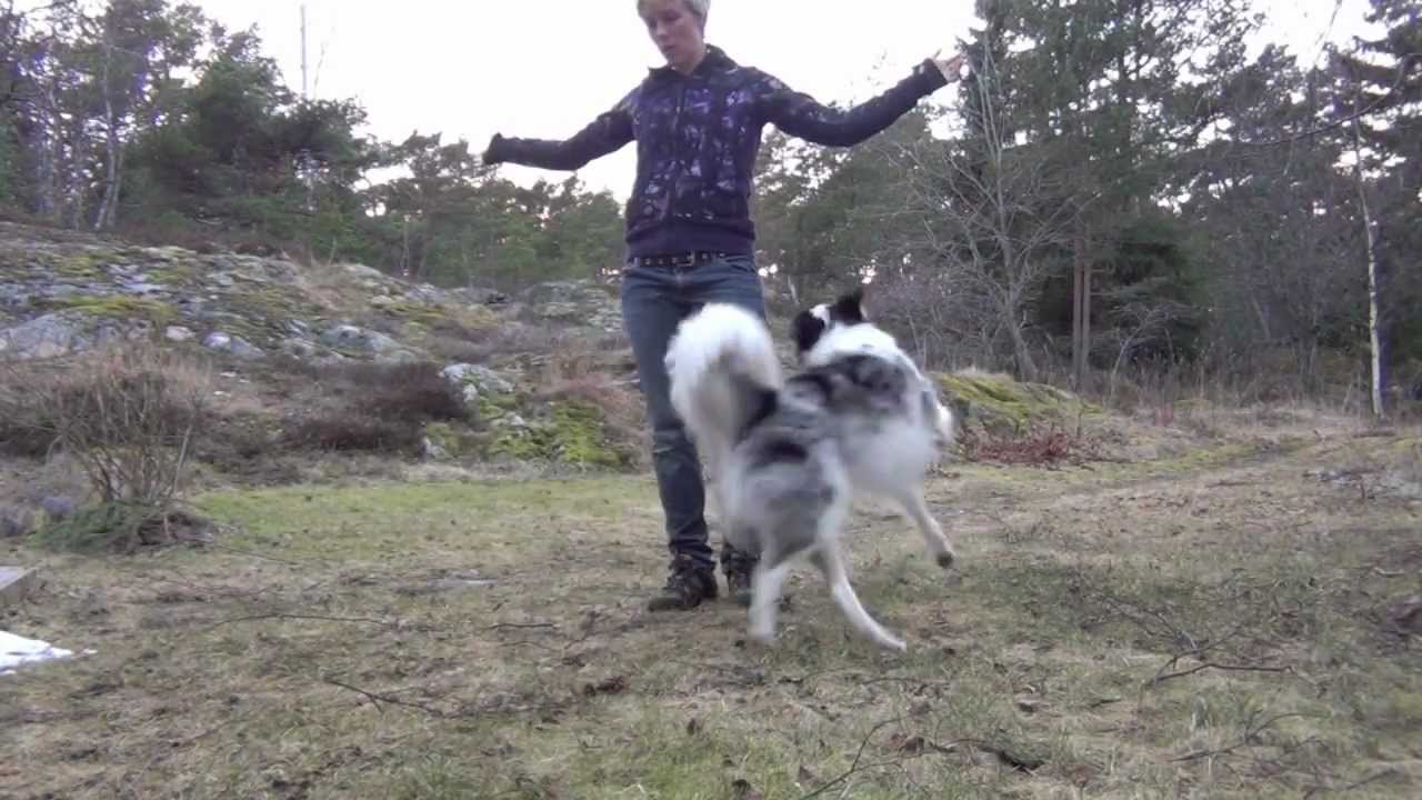 Splash's Canine Freestyle Moves - Limp in a Circle Skipping - YouTube