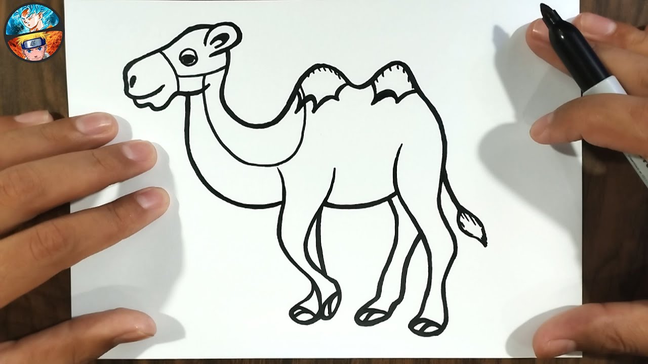 COMO DIBUJAR UN CAMELLO ( Dromedario ) dibujando - How to draw a CAMEL - YouTube
