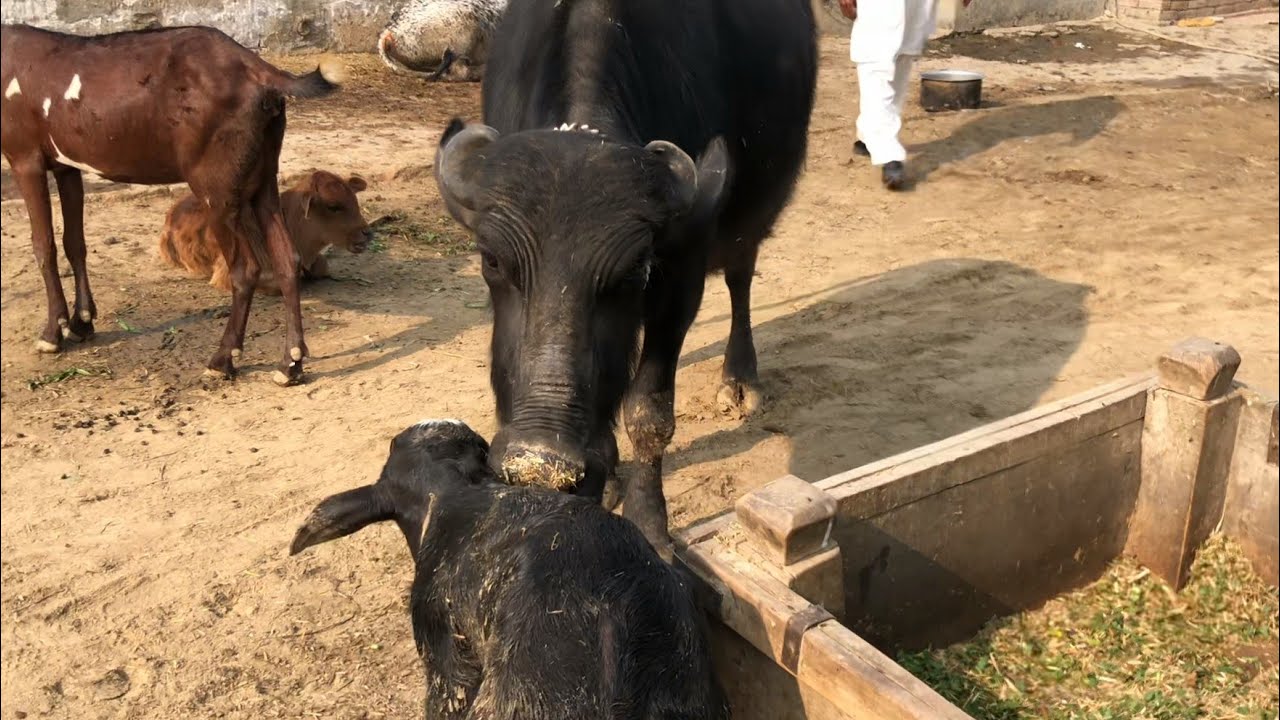 Beautiful Neeli Pure Buffalo 03456414876 23 December 2023 - YouTube