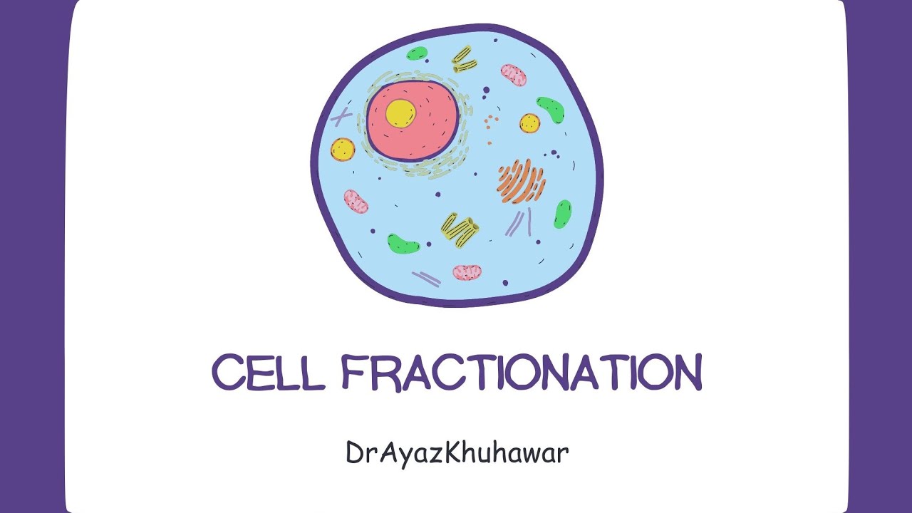 Cell Fractionation | Eukaryotes | Prokaryotes | PART-02 - YouTube