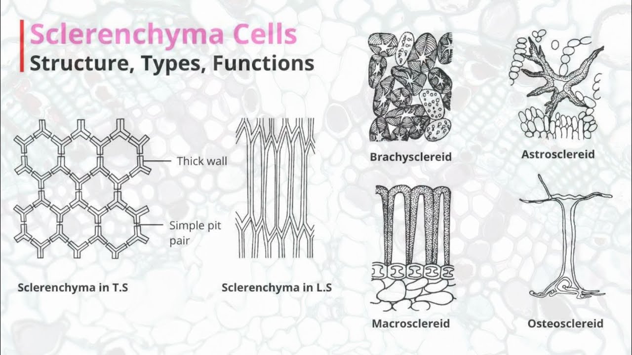 Sclerenchyma Cells | Structure, Types, Functions - YouTube