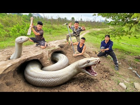 Expert Bravely Digs Up and Captures a Giant White Python