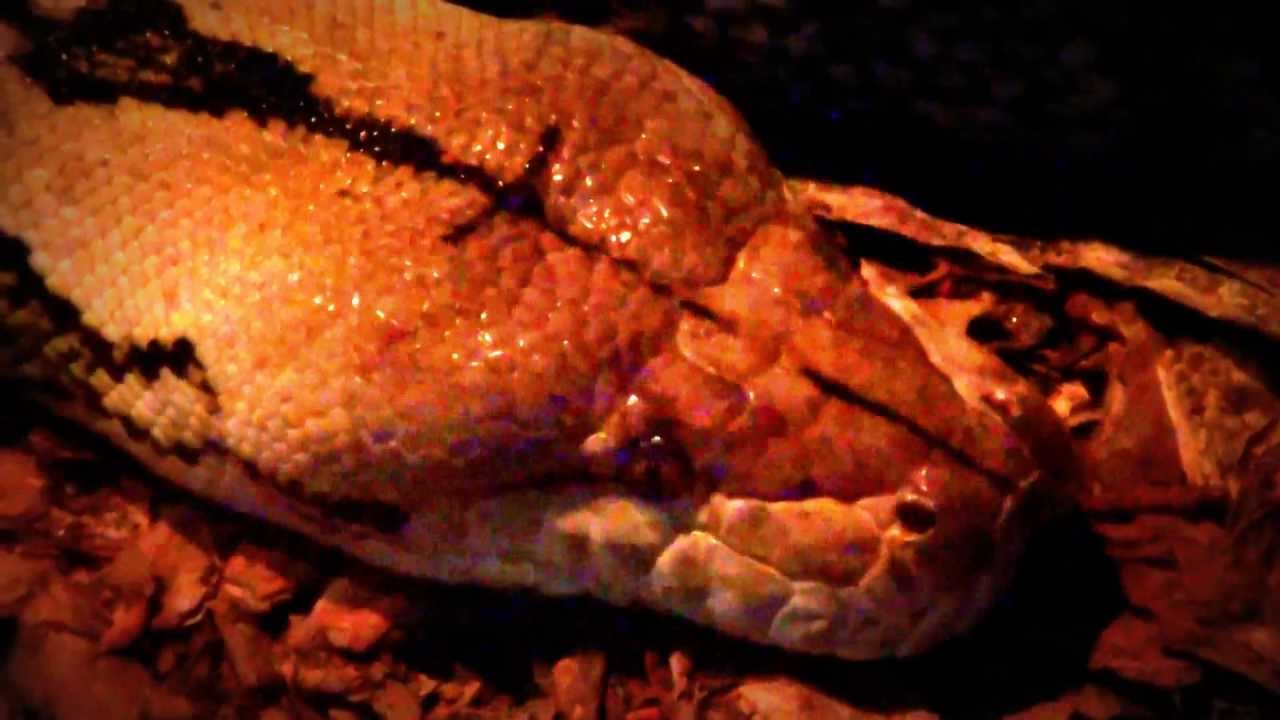 Reticulated Python in Wroclaw Zoo Pyton Siatkowy Python Reticulatus ...