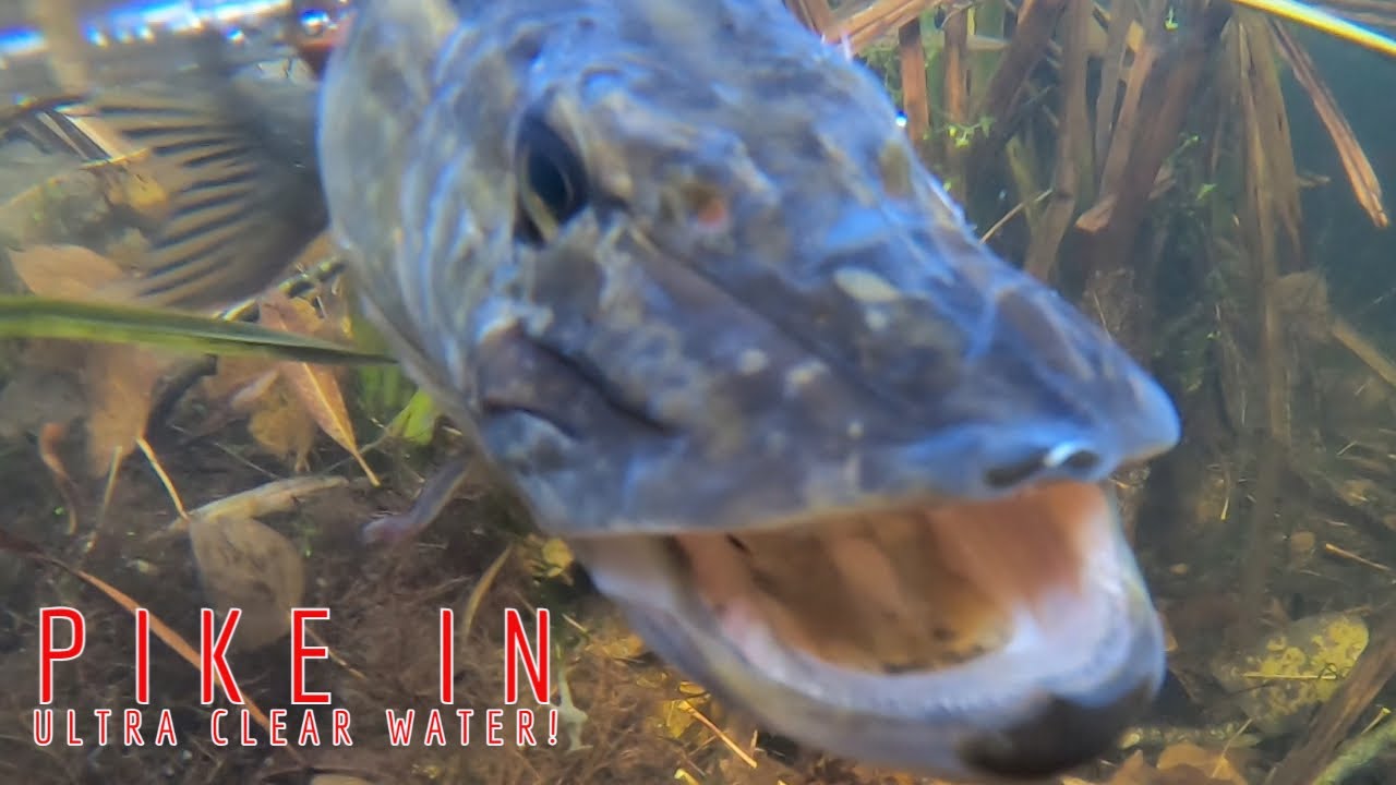 Pike fishing in CRYSTAL CLEAR water!! - YouTube