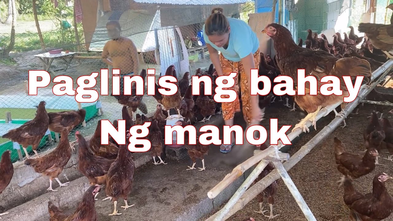 Paglinis ng bahay ng manok - YouTube