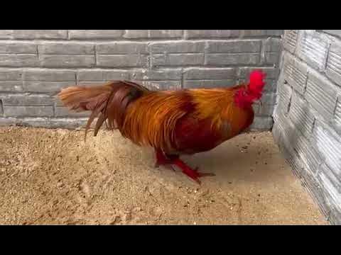 បងប្អូនមានចំណាប់អារម្មណ៍អាចទាក់ទងមកតាម Facebook Heang Phirun - YouTube