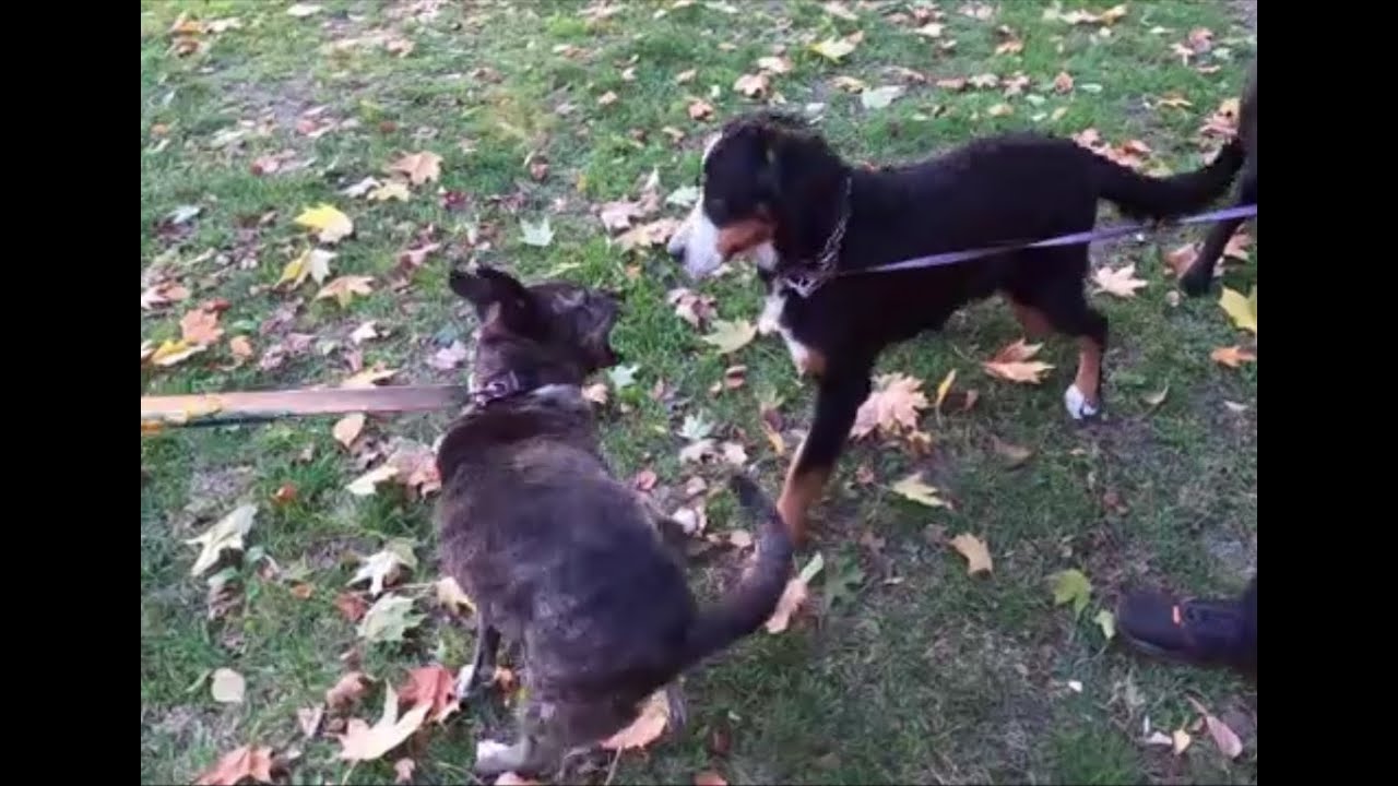 Метис Амстафф Терьера и Бернский зенненхунд / Metis Amstaff Terrier and ...