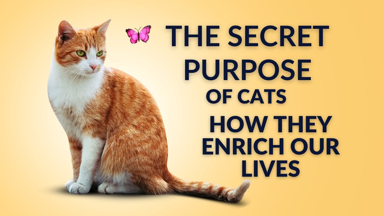 The Secret Purpose Of Cats | How They Enrich Our Lives. #cat #catlover ...
