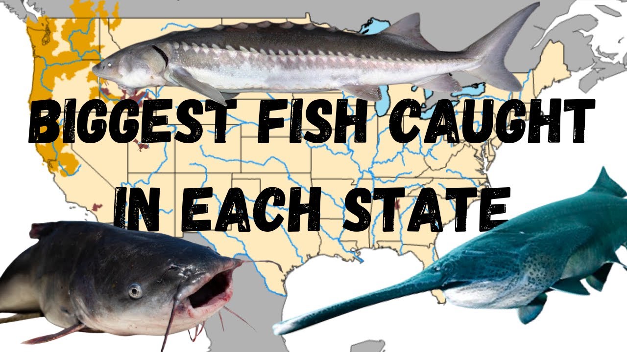 The Biggest Fish Caught In Every State (and location) - YouTube