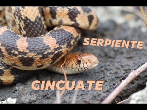 LA CINCUATE O ALICANTE | Una serpiente 100% Mexicana | WILDDAVID - YouTube