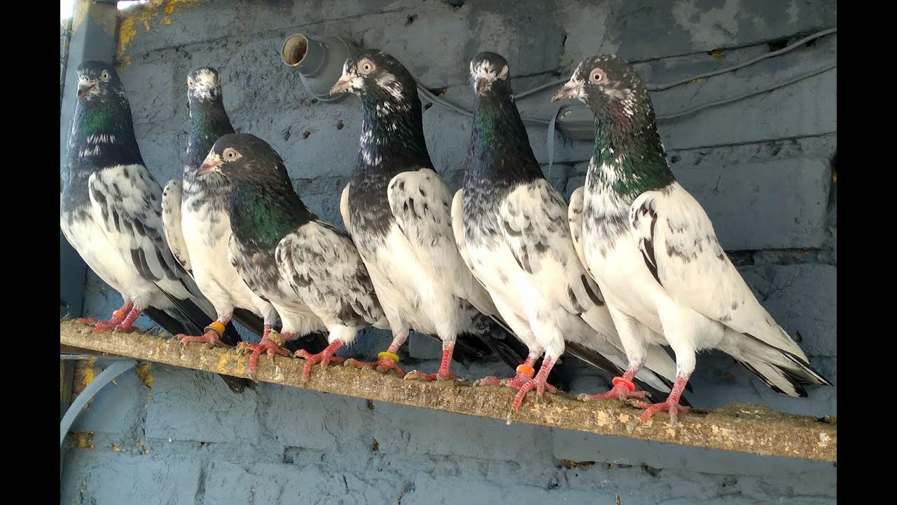 Pure Teddy Kabootar for sale in Lahore M. Usman (0311-4182982) - YouTube