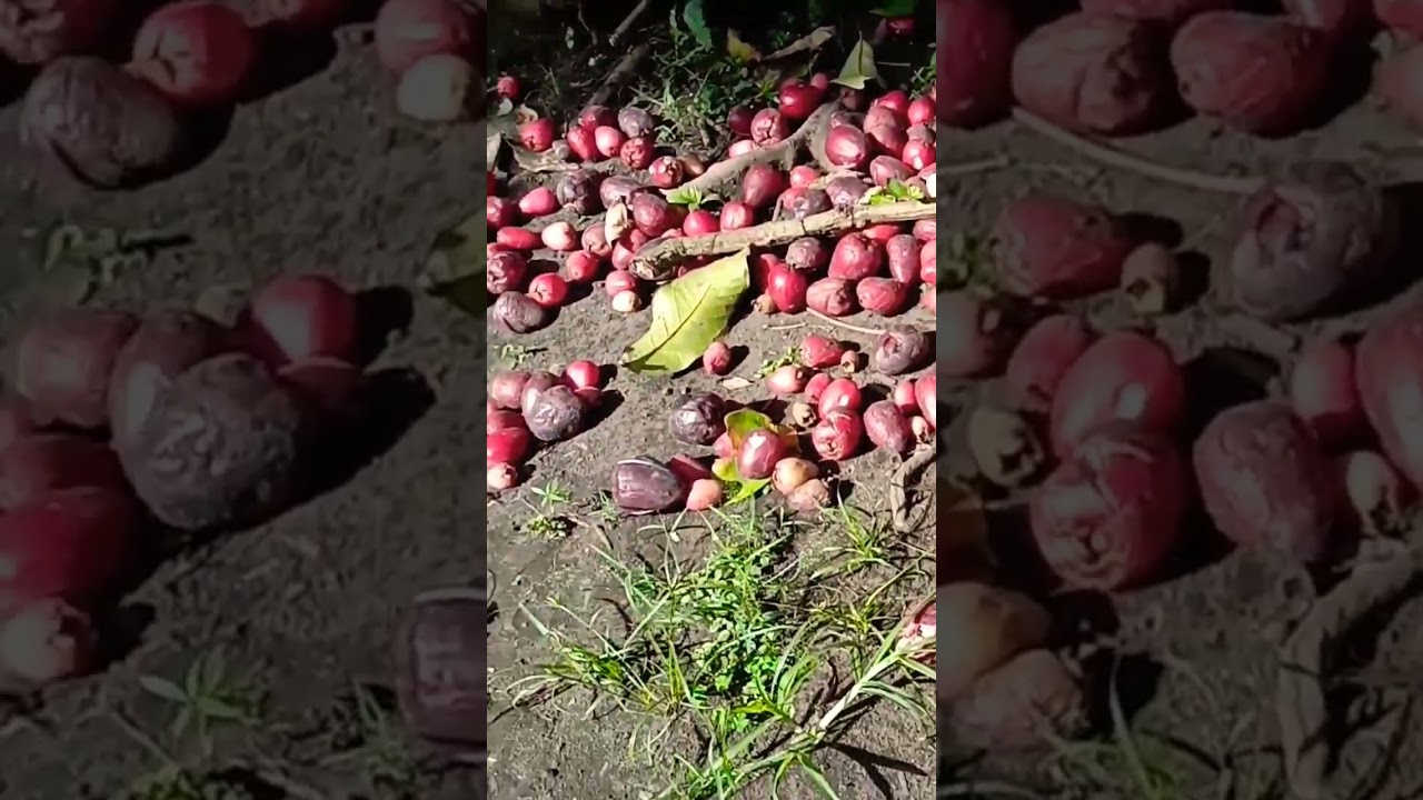 Wasted Macopa - YouTube