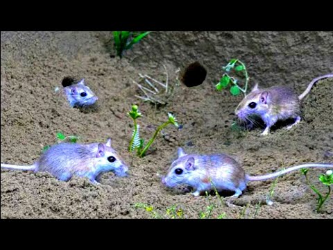 Cat TV mice digging burrows / holes in sand and hide & seek for cats to ...