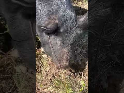Forest foraging mulefoot pigs! #farmlife #pig #lakebreezeorganics - YouTube