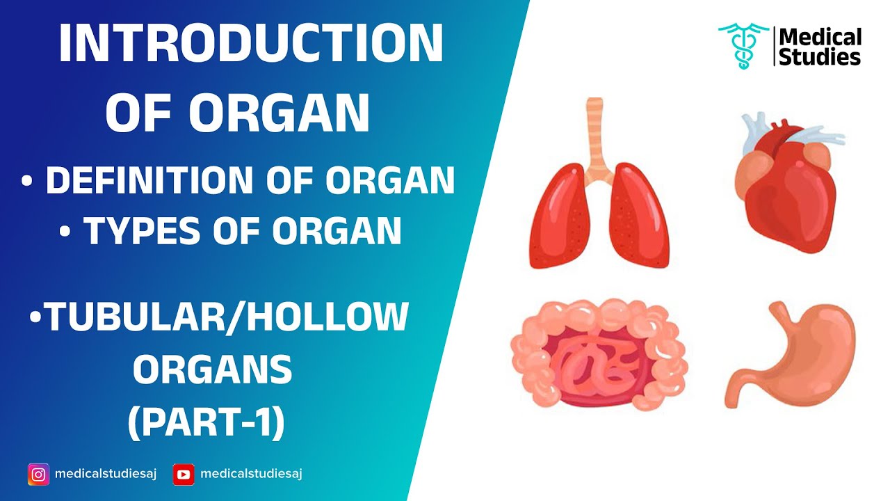 Introduction of organ & types | Hollow organs & their functions ...