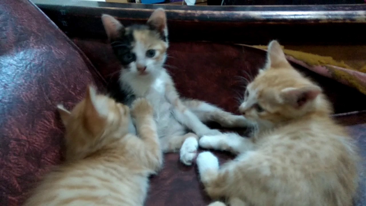 Anak Kucing Usia 2 Bulan - YouTube