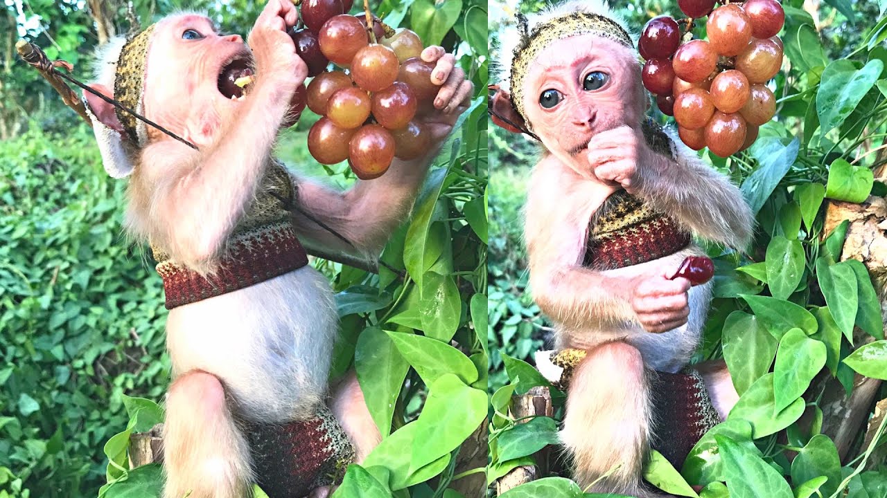 Baby monkey Su su is surprised by a dream @ animal HP - YouTube