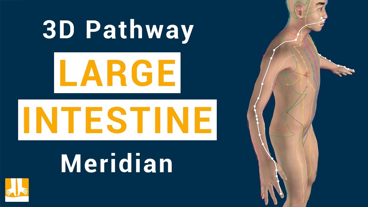 Large Intestine Meridian - 3D pathway from point to point - YouTube