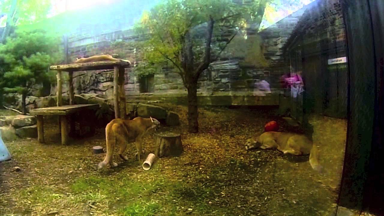 GoPro Mountain Lion - YouTube