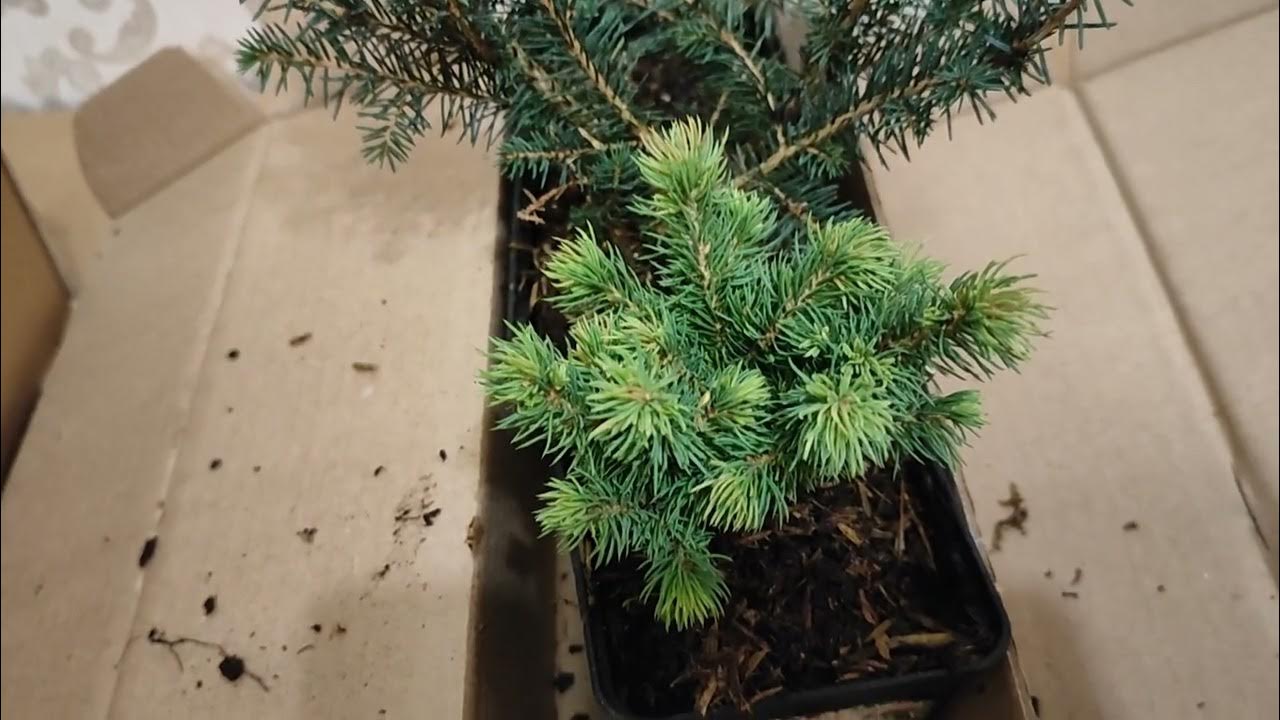 Большой заказ хвойных в Р9 из Опт.хоз.Какой размер выбирать стоит,а ...