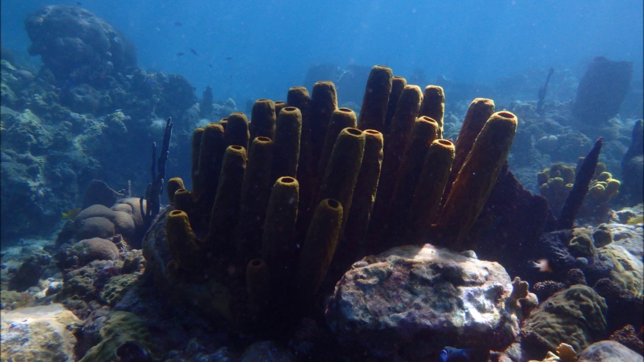 Dominica Snorkeling 2017, Champagne Reef - YouTube