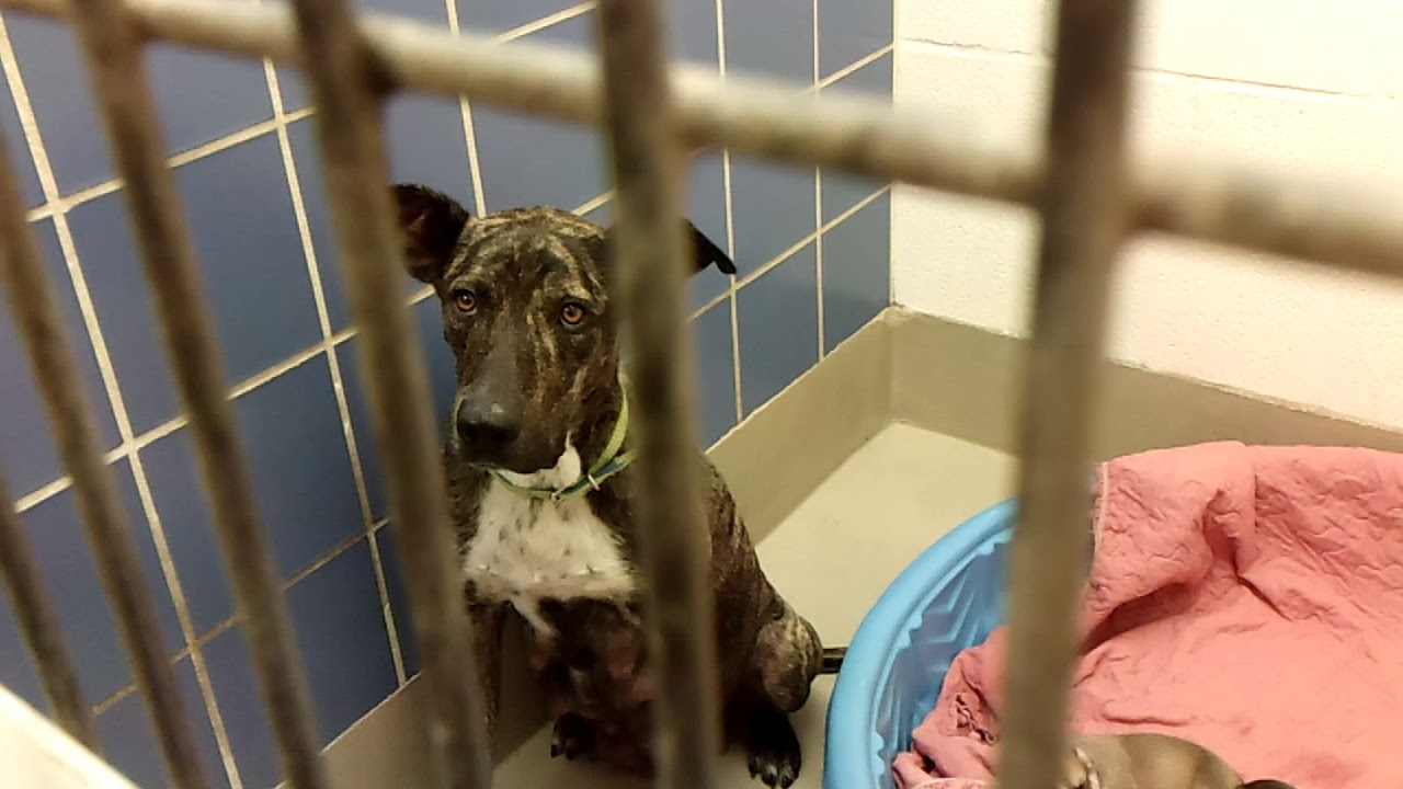 A824944 and Puppies - YouTube