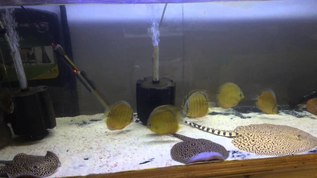 Stingray and wild discus - YouTube