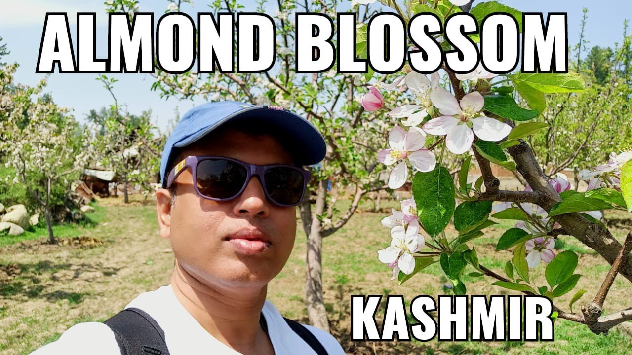 Almond Blossom on the road from Srinagar to Aharbal in Kashmir | Badaam ...