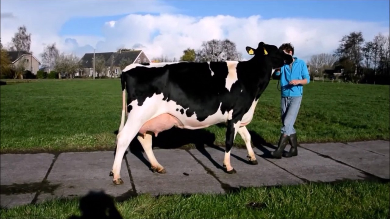 Fokcie videokeuring Uitslag 2016 - YouTube