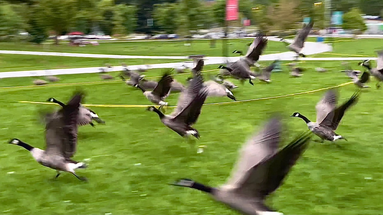 When Canada Geese Taking Off, it’s Not Always the Geese in the Front ...