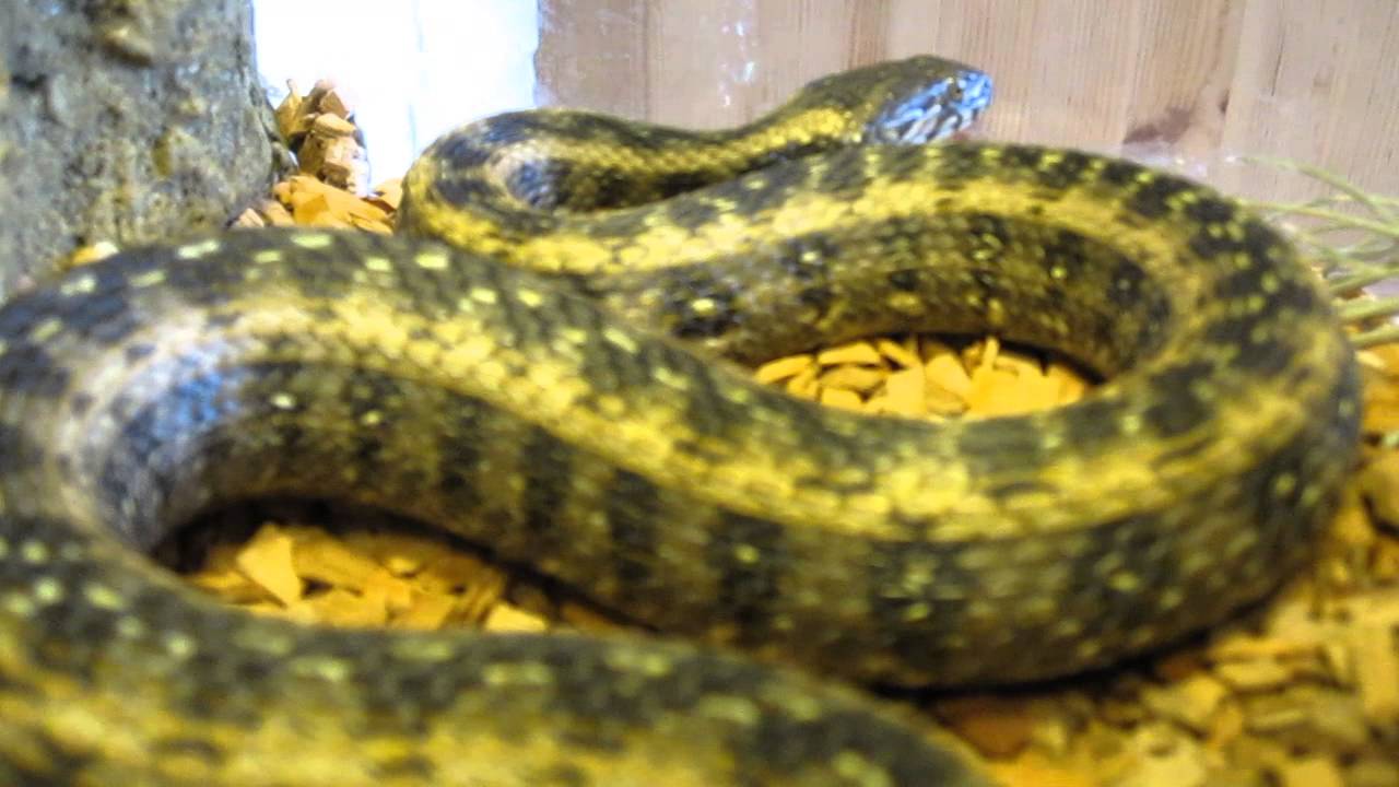 Natrix maura, female, hissing - YouTube